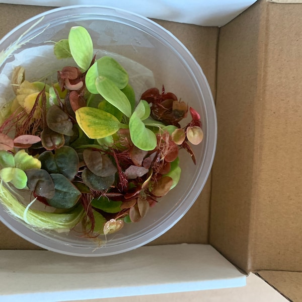 Combo 5 Dwarf Water Lettuce + 5 Red Root Floaters Live Floating Aquatic ...