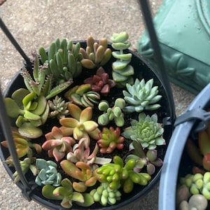 Live Succulent Arrangement in Two-tone Ceramic Bowl, Succulent Planter ...