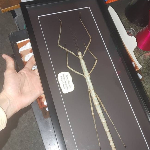 Framed Giant Walking Stick Insect: Nesiophasma Giganteum Shadow Box - Etsy