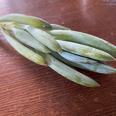 Extra Large Blue Chalk Sticks Cuttings, Curio Repens, Chalk Fingers ...