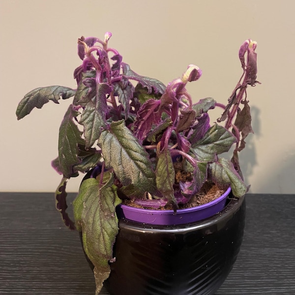 Rose 'fantastic at 60' Happy Birthday Rose Gift Wrapped With Huge Bow ...