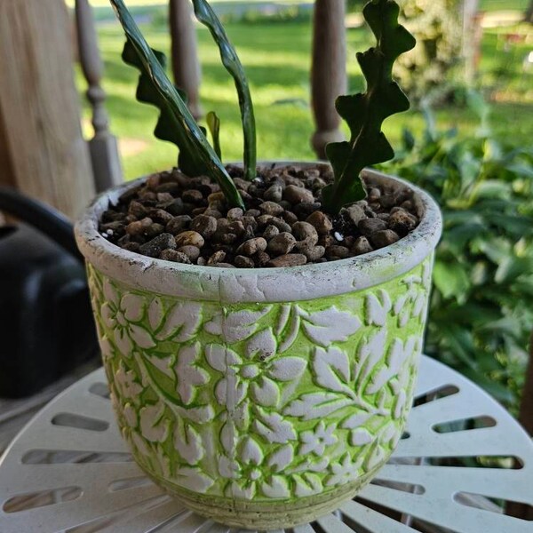 Fishbone Cactus Epiphyllum Anguliger Ric Rac Cactus Zig Zag Cactus - Etsy