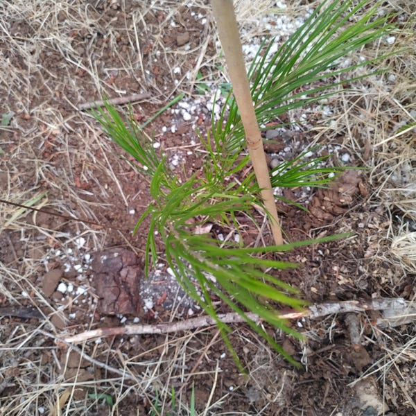 Acacia Calamifolia Seeds - "wallowa Wattle", "reed Leaf Wattle ...