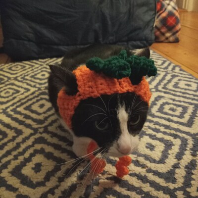 MADE TO ORDER Pumpkin Cat Hat-cat Hats Hats for Cats Pumpkin Cat ...