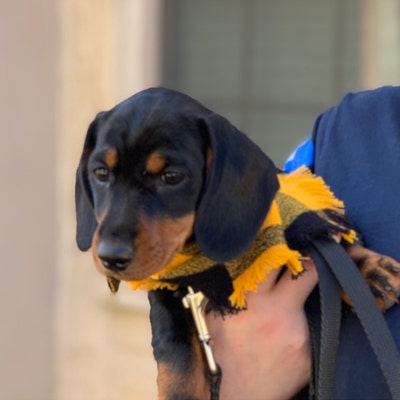 Curriculum Maps for Homeschooling Pre-k-10th Visual Lesson Planning ...