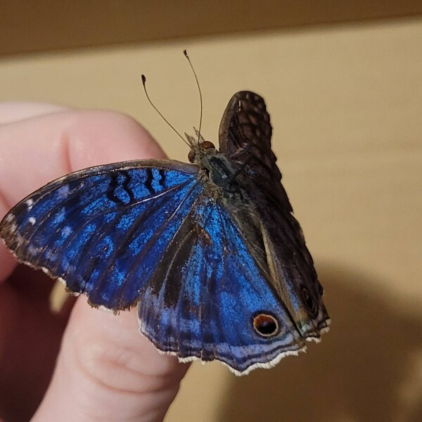 The Blue Buckeye Butterfly, Junonia Rhadama, Unmounted (wings FOLDED ...