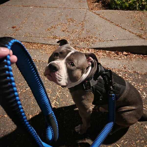 Crossbody Climbing Rope Dog Leash, Hands Free Dog Leash With Custom ...