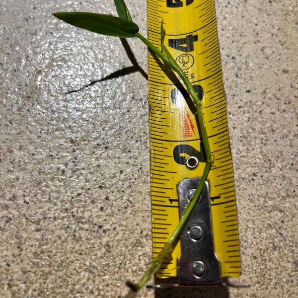 Fully RED Plants With Pogostemon Helferi Downoi, Bundle ...