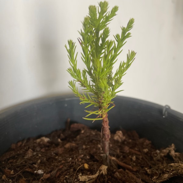 Giant Sequoia | Tree Seed Grow Kit | the Jonsteen Company - Etsy