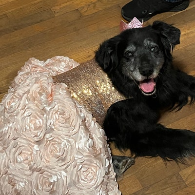 Star Spangled Girl Dog Harness Dress Xxsmall to 4xlarge Dog - Etsy