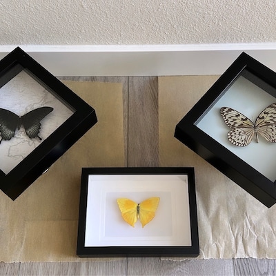 Real Butterfly, Blue Mountain Swallowtail, Papilio Ulysses Specimen for ...