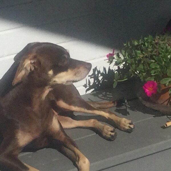 Modified Hoxsey With or Without Boneset - Etsy