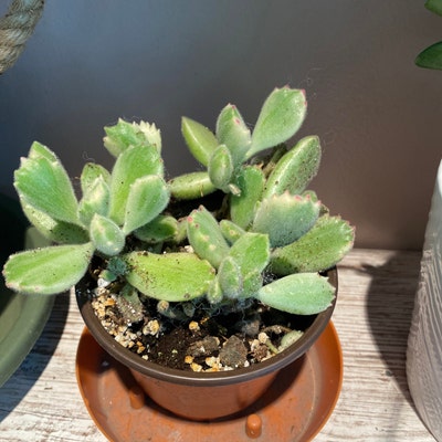 Kalanchoe Tomentosa Panda Plant Rooted in 4'' - Etsy