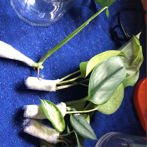 Moonlight Pothos, Scindapsus Treubii Moonlight, Sterling Silver Plant ...