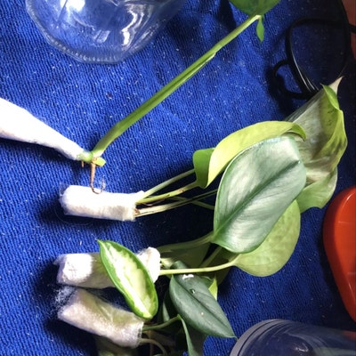 Moonlight Pothos, Scindapsus Treubii Moonlight, Sterling Silver Plant ...