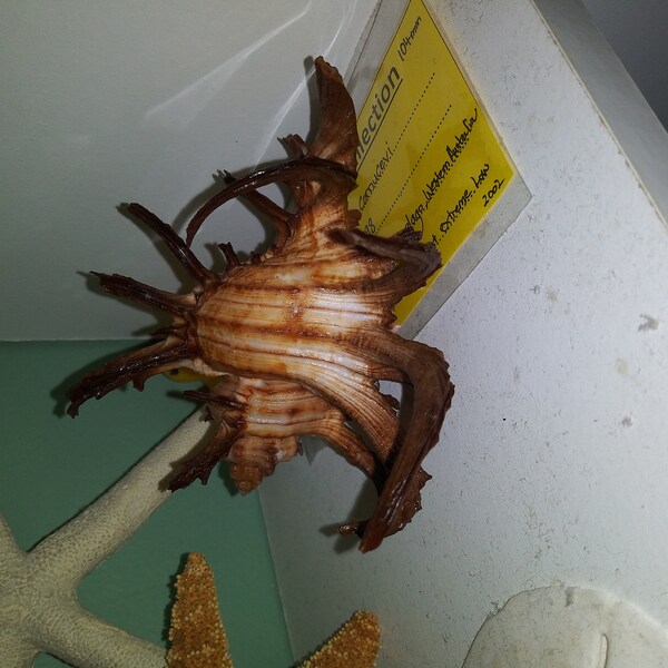 Seashell Spondylus Imperialis | Spondylidae | Imperial Thorny Oyster ...