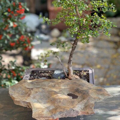 Spoon Leaved Moss Bryoandersonia Illecebra Live Terrarium Moss - Etsy