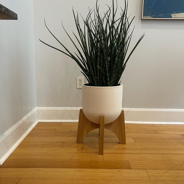 Neanthe Bella Palm, 10”pot - Chamaedorea, Parlor Palm. 36-40” Tall - Etsy