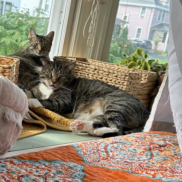 Abbey Road Cat Art Print, the Beatles Wall Art, Cat Lover Gift, Gray ...