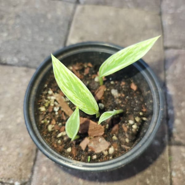 Wild Banana Seeds Musa Acuminata/musa Balbisiana - Etsy