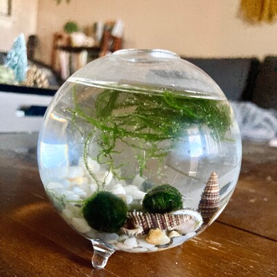Small Zen Nano Java Moss Ball Terrarium DIY Craft Kit for Office Desk ...