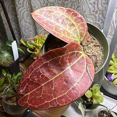 Hoya Kalimantan UT-158 in 4.5pots Rare Hoya Wax Plant Veined Attractive ...