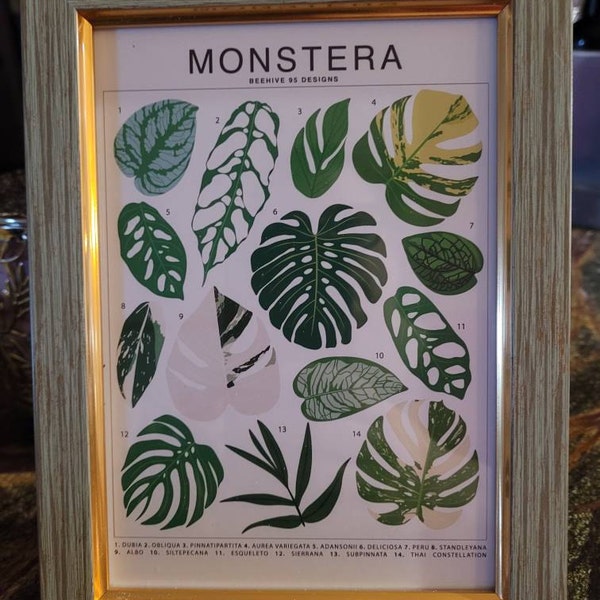 Monstera Plant Species Art Print | Houseplant Artwork Wall Decor ...