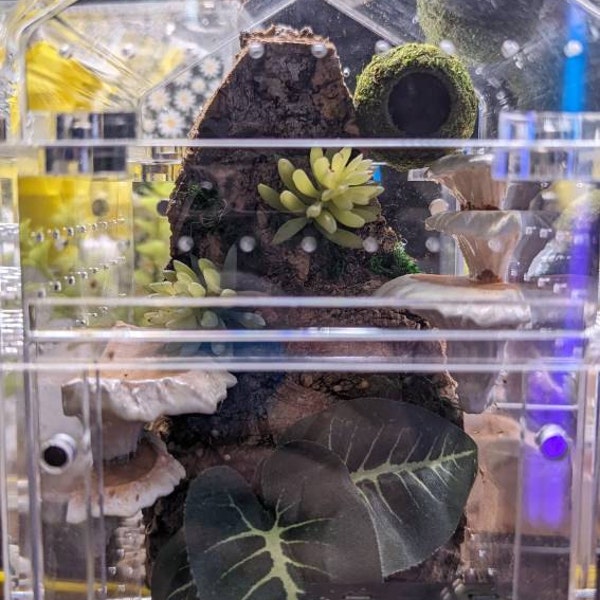 3D Printed Oyster/djamor Fungi Platform and Hide Jumping Spider Decor ...