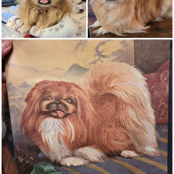 Vintage Pekingese Print Wall Art Decor Wesley Dennis Pekingese ...