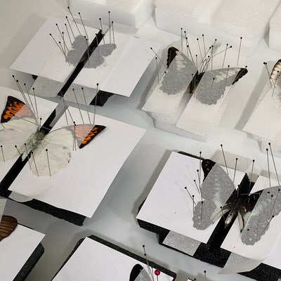 Pack of Two Scorpions Heterometrus Laoticus Thailand 100/120mm ...