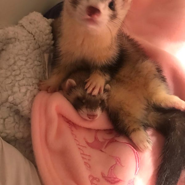 The Cosy Coffin Luxury Halloween Coffin in 3 Sizes, Hanging Cube ...