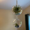 Neglecta Mini Air Plants - Tillandsia, Air Plant, Indoor Plant, House ...