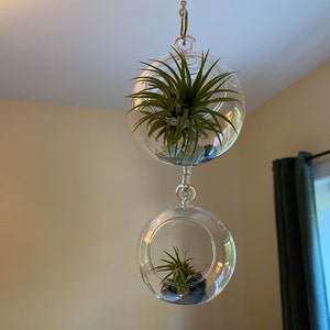 Neglecta Mini Air Plants Tillandsia, Air Plant, Indoor Plant, House ...