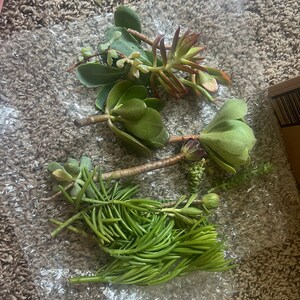 RARE Red Horn HUMMEL Jade Crassula Succulent Cutting 2 - Etsy