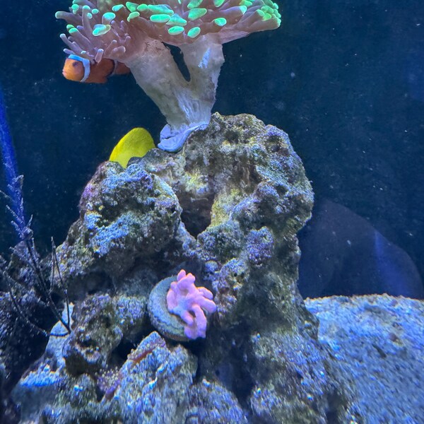 Light Pink Capnella Leather Coral Live Saltwater Coral by Coralslover ...