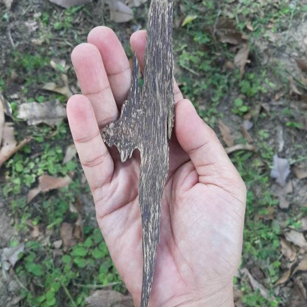 Limited Agarwood Chips Aquilaria Malaccensis Kalimantan Oud Wild Borneo ...