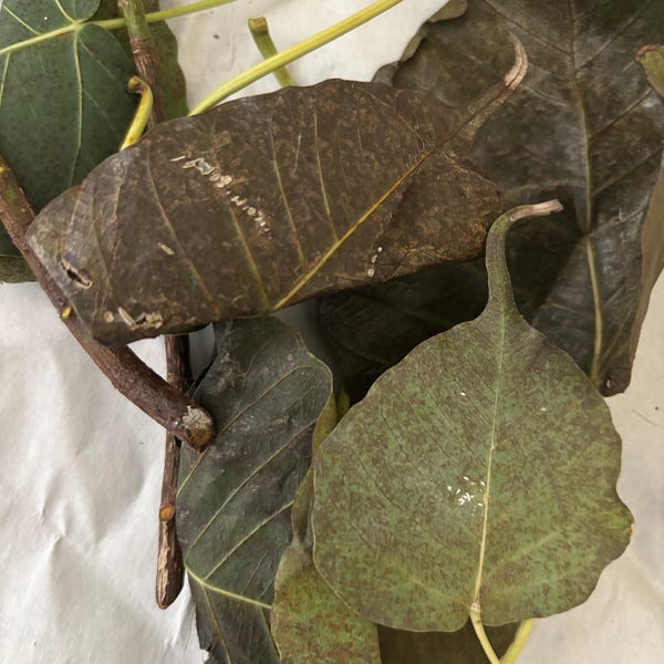 ESTATUA STATUE Papa Candelo Religion Yoruba IFA - Etsy