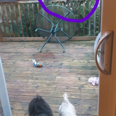 Emergency Pet Rescue Window Sticker Pets Inside Rescue Decal for Dog ...