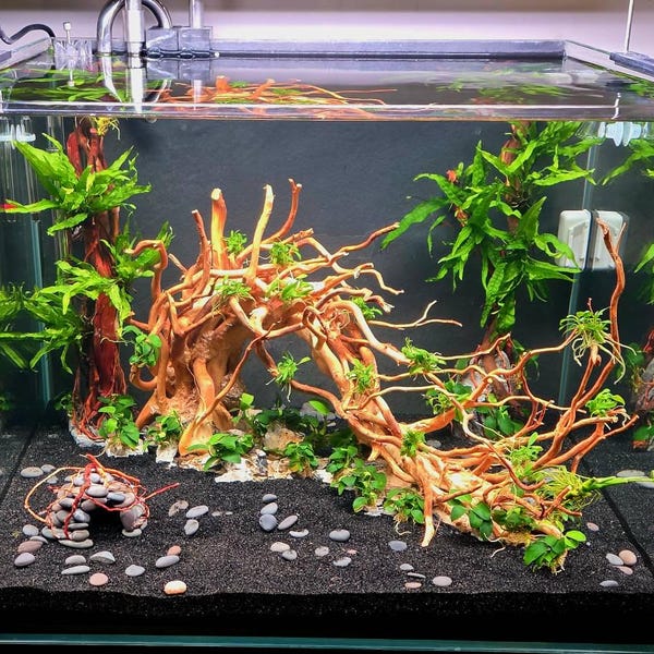 Tyrannosaurus Rex Driftwood Aquarium Aquascape Drift Wood Fish Tank ...