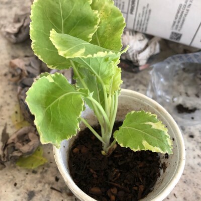 Dae-pa Korean Large Green Onion Seeds 韓國大蔥 100 Seeds - Etsy