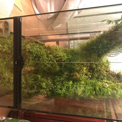 Asst. Smaller Mosses 1 Quart-bag of Live Bun Moss Immature - Etsy