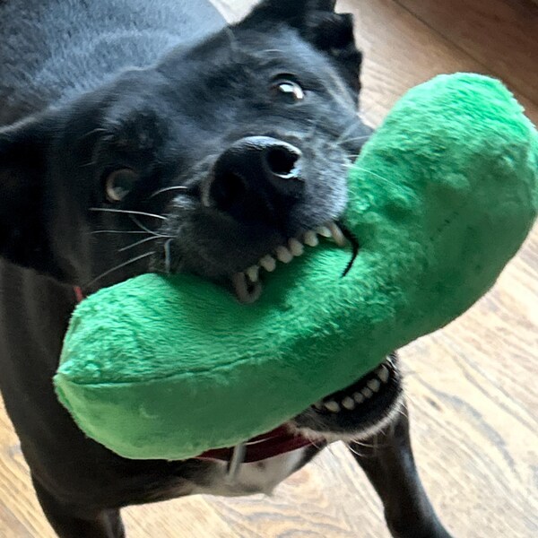 Dillard the Pickle Squeaky Plush Dog Toy - Etsy