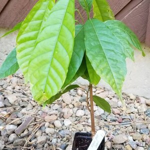 Bacuri Bacurizinho Garcinia Acuminata Mangosteen Tropical - Etsy