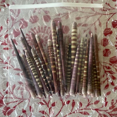 Raw Edge Capiz Shell Rounds Window Pane Flat Oyster Shells Coastal Home ...