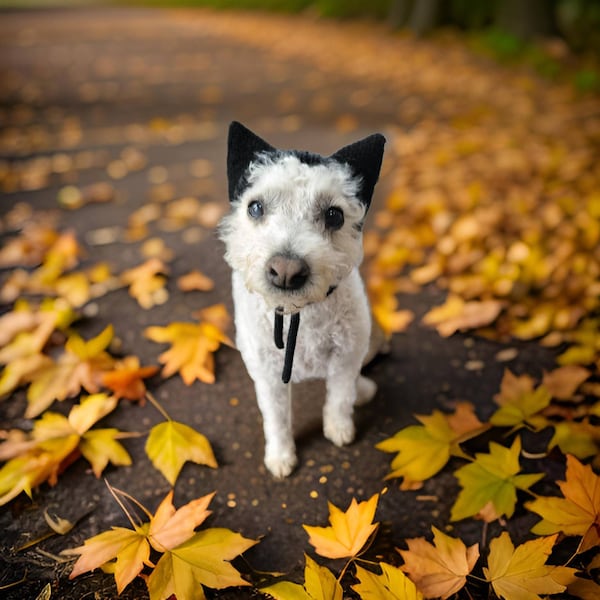 Yellow and Black Pawsh Collar for Greyhounds or Whippets - Etsy