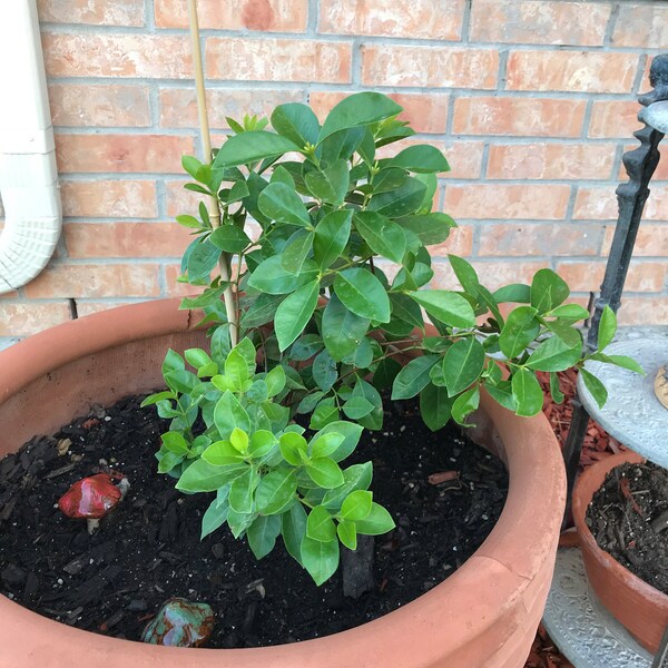 Malabar Spinach, Green, Alugbati, Vietnamese Spinach, Pui, Poi Saag ...