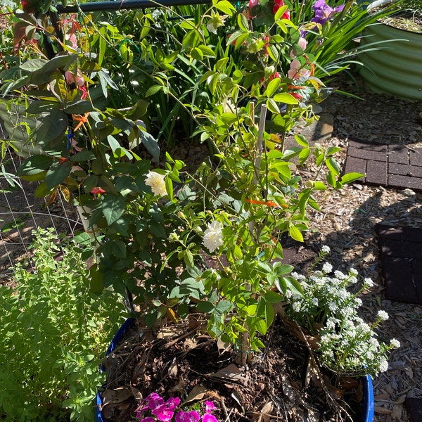 White Lady Banks Climbing Rose - 2 Feet Tall Ship in 6"pot - Etsy