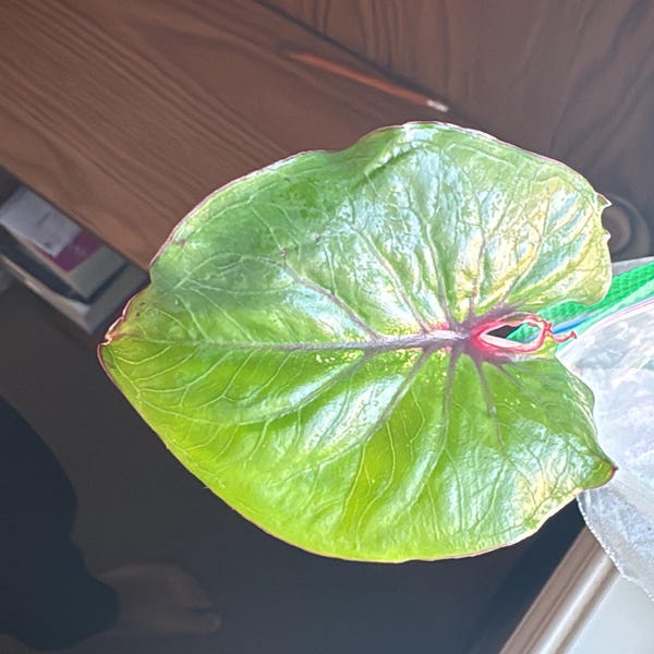 Pink Princess Symphony Caladium Live Bulb, Starter Plant for Spring ...