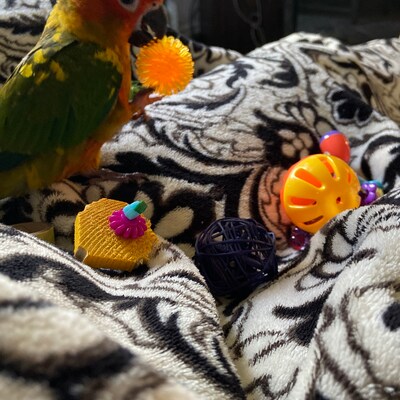 Conure Footies Jar of Foot Toys Parrot Accessories, Bird Toys, Products ...