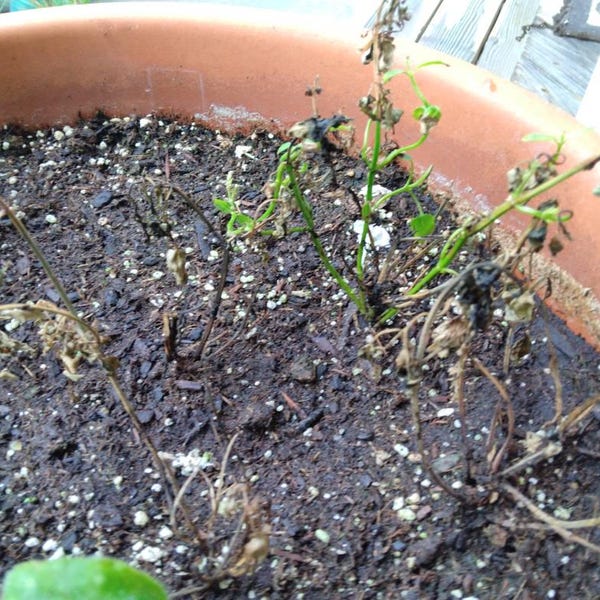 2 Childhood Sweetheart Lenten Roses Rare Flowering Perennial Live Plant ...